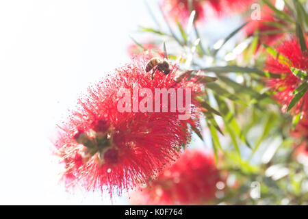 Asuncion, Paraguay. 23rd Aug, 2017. A warm sunny day in Asuncion with ...