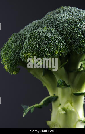Closeup of a vibrant green broccoli head on a blurry white background ...