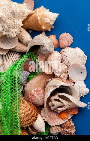 Shells collected from Sanibel Island, Florida Stock Photo - Alamy