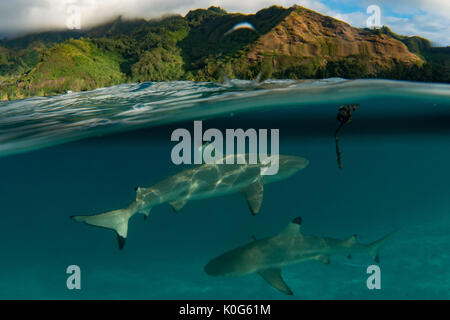Black-tip reef sharks swarm in the shallows at Moorea, French Polynesia ...