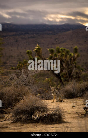 Coyote at the Joshua Tree National Park, Southern California Stock ...