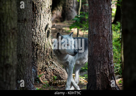Gray wolf cared for at adirondack wildlife nature center in wilmington ...