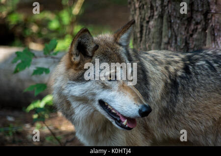 Gray wolf cared for at adirondack wildlife nature center in wilmington ...