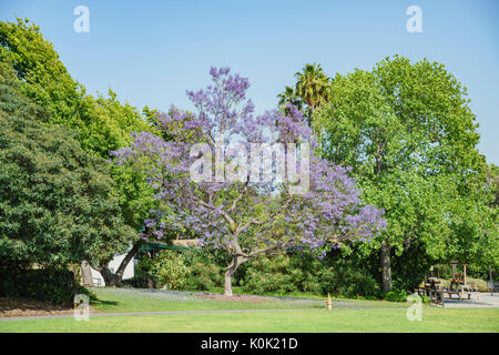 Beautiful Jacaranda Trees blossom at Los Angeles County Arboretum ...