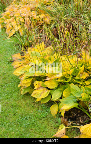 Plantain lily or Hosta foliage plant with white flowers. Hosta, flower ...