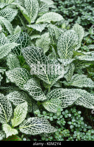 Fittonia albivenis or fittonia verschaffeltii (Acanthaceae Stock Photo ...