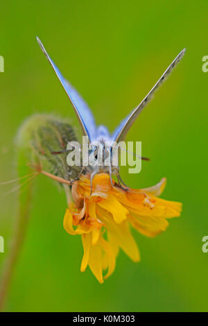 Male Adonis Blue Butterfly in the Cotswolds Stock Photo - Alamy