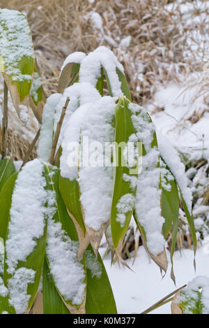 Dwarf bamboo (Sasa palmata Stock Photo - Alamy