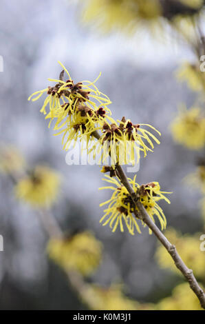 Hamamelis x intermedia 'Primavera' witch hazel in flower in a winter ...