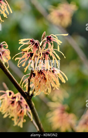Hamamelis x Intermedia 'Aurora'. Witch hazel 'Aurora' flowering in ...