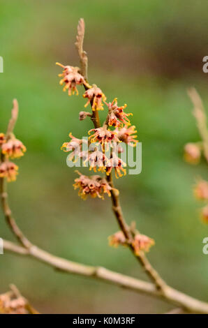 Ozark witch hazel (Hamamelis vernalis 'Quasimodo' Stock Photo - Alamy