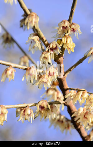 Yellow flowers of Wintersweet (Chimonanthus praecox) are in full bloom ...
