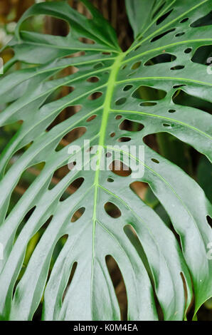 Monstera, window leaf Stock Photo - Alamy