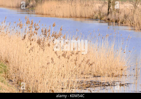 Common reed (Phragmites australis), reed and ditch habitat, vetches Fen ...