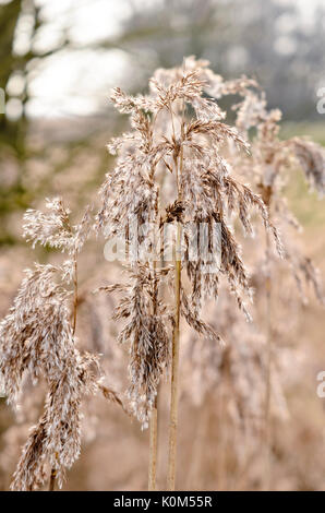 reed grass, common reed (Phragmites australis 'Variegatus', Phragmites ...