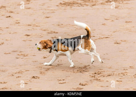 Beagle rolling on the beach Stock Photo - Alamy