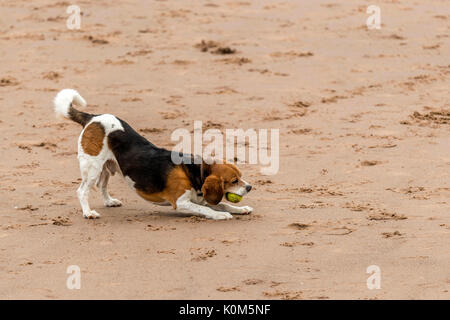 Beagle rolling on the beach Stock Photo - Alamy