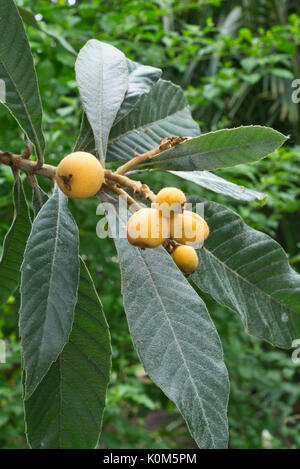 Loquat fruits. This plant (Eriobotrya japonica) is also known as the ...