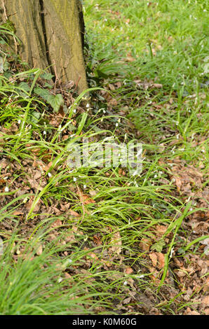 Few-flowered Leek (Allium paradoxum) a highly invasive species, growing ...