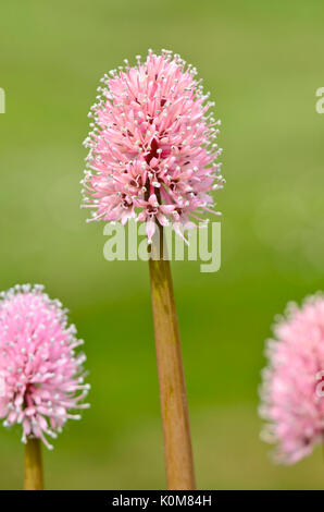 Swamp Pink, Helonias bullata, plant suitable for wet habitats - swamps ...