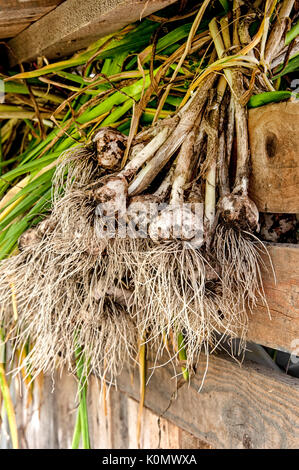 garlic after harvest in wooden boxes and drying dehumidifying garlich ...