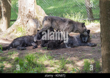 black wolves in summer Stock Photo - Alamy