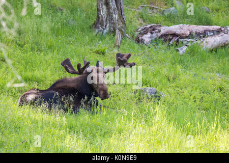 Bull Alaska Yukon Moose in Denali National Park Alaska in Autumn Stock ...