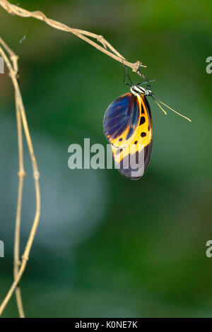 Numata Longwing (Numata Heliconius Stock Photo - Alamy