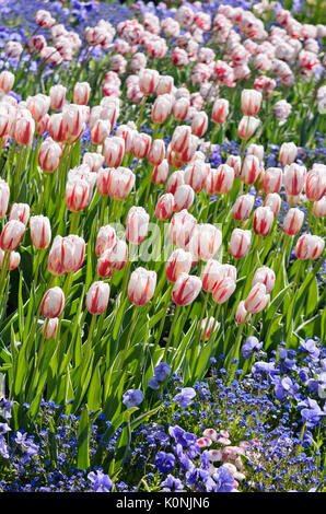 Tulipa ‘Happy Generation’ Triumph tulip 3 Happy Generation tulip ...