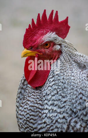 Colorful big rooster chicken animal Stock Photo - Alamy