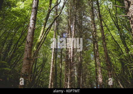 Low angle view of trees growing in forest at Redwood National and State ...