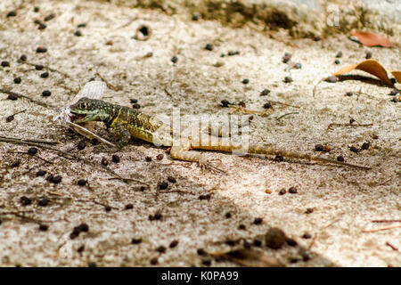 Small Lizard eating a moth - Brazil Stock Photo - Alamy