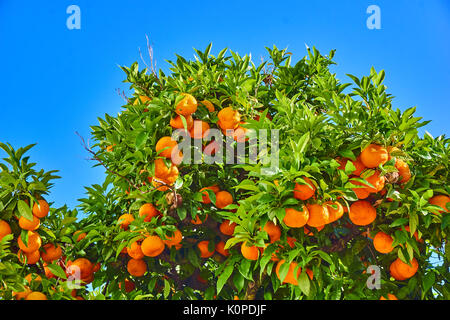 clementines ripening on tree against blue sky. Tangerine tree. Oranges ...