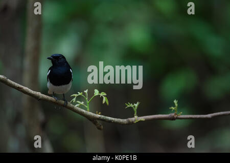Oriental Magpie Robin bird perched on a tree Stock Photo - Alamy