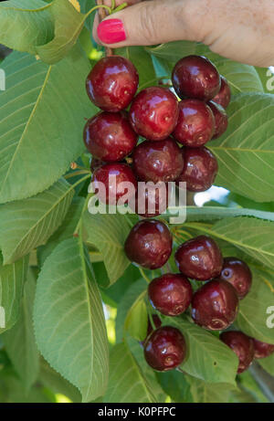 bunch of cherries on a branch Stock Photo - Alamy