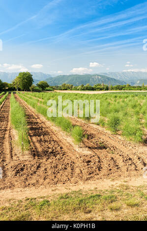 Plantation of asparagus. Panoramic view with asparagus field,mountauns ...