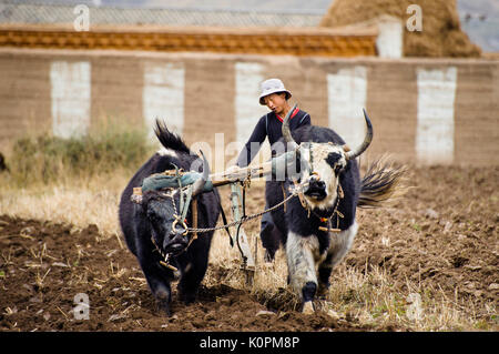China Tibet Agriculture Livestock Animals Tibetan nomad woman milking a ...