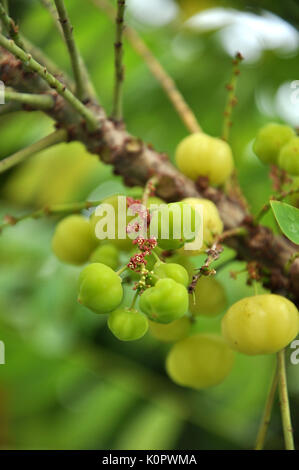 There are many types of lucky tree in Thailand and Thai people believe ...