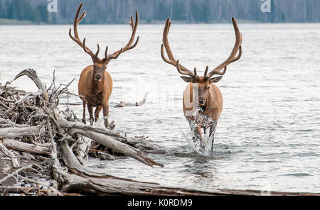 Bull Elk swimming Stock Photo - Alamy