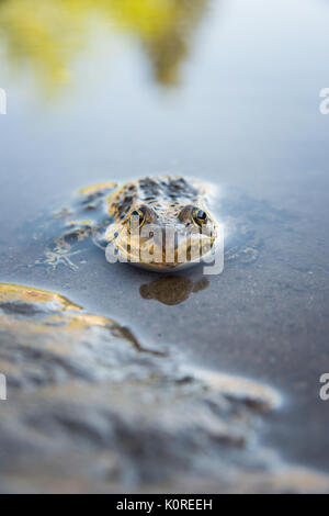 Frog in Yellowstone Stock Photo - Alamy