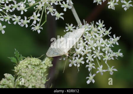 Small White Wave moth (Asthena albulata) on bracken leaf in Haldon ...