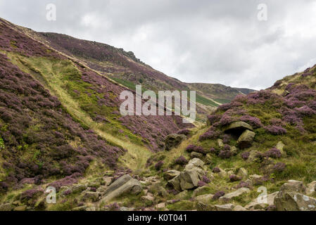 Purple heather on the slopes of Grindsbrook Clough near Edale in the ...