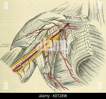 "Anatomy, descriptive and surgical" (1887 Stock Photo - Alamy