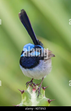 Male Australian Superb Fairy Wren perched Stock Photo - Alamy