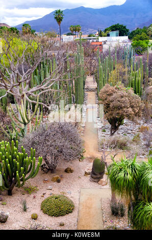 Oaxaca, Mexico - Cactus at the Ethnobotanical Garden of Oaxaca Stock ...