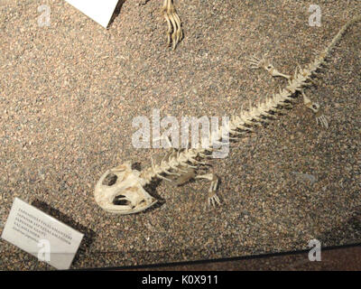 Skeleton of Japanese Giant salamander, Andrias japonicus, Japan Stock ...