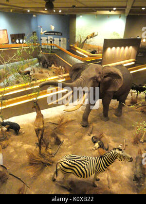 African display - Springfield Science Stock Photo - Alamy
