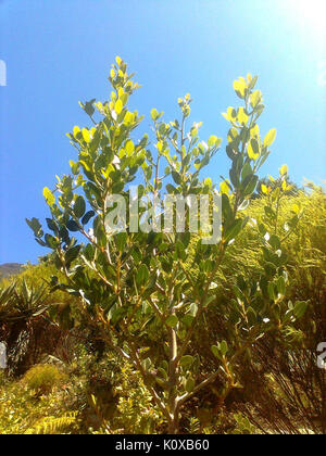 Apodytes dimidiata tree - CT 1 Stock Photo - Alamy