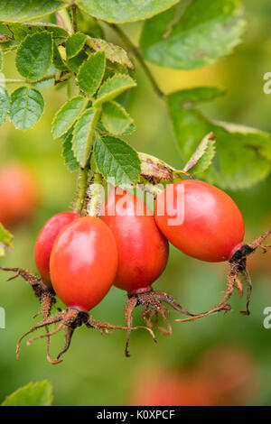 autumn rose 2 Stock Photo - Alamy