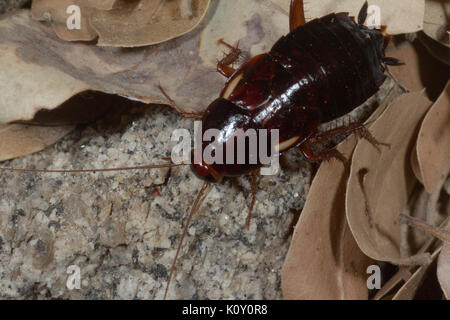 A small brown Cockroach among fallen leaves Stock Photo - Alamy